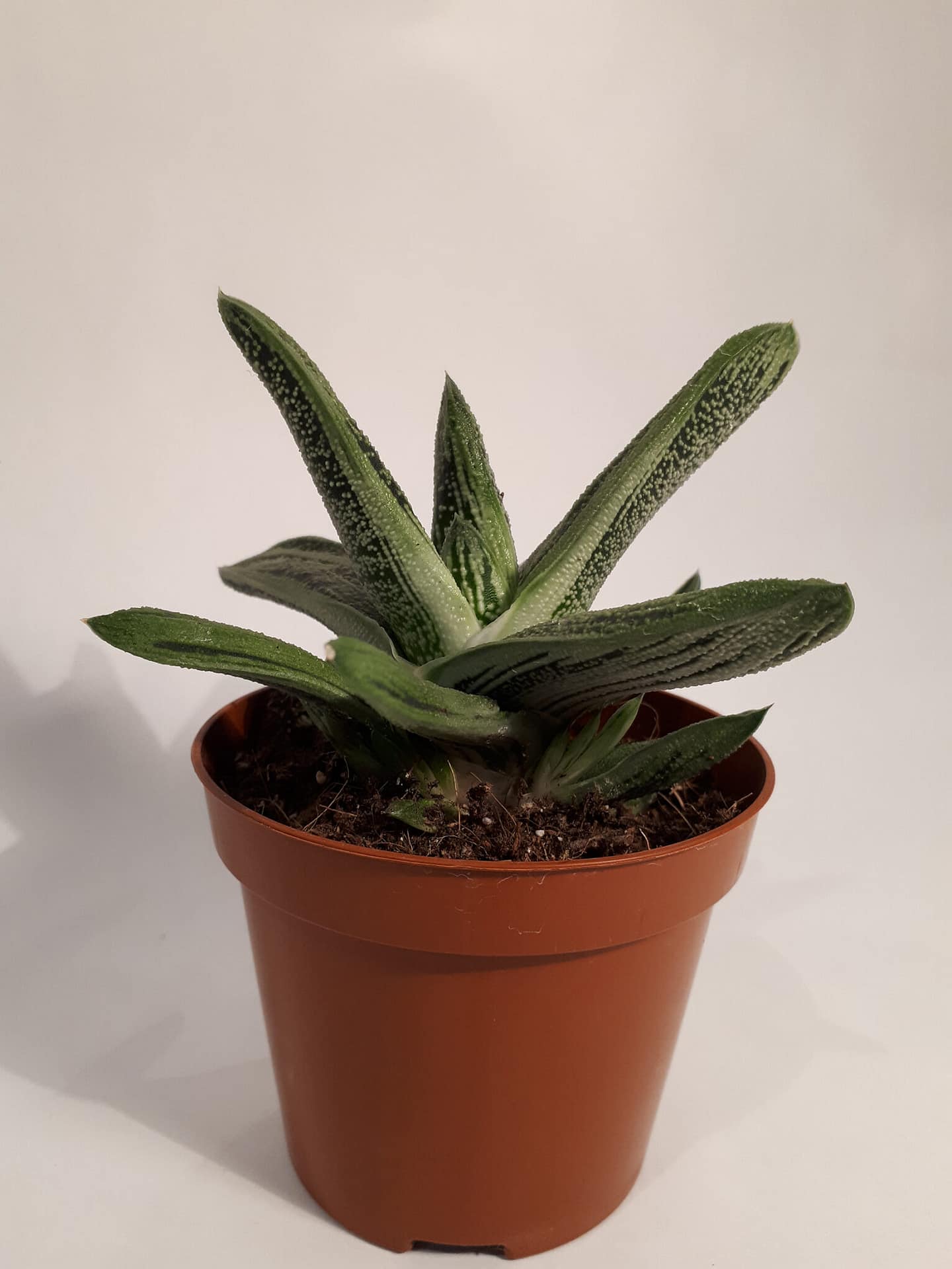 Gasteria / Dragon Skin – Plants Etc