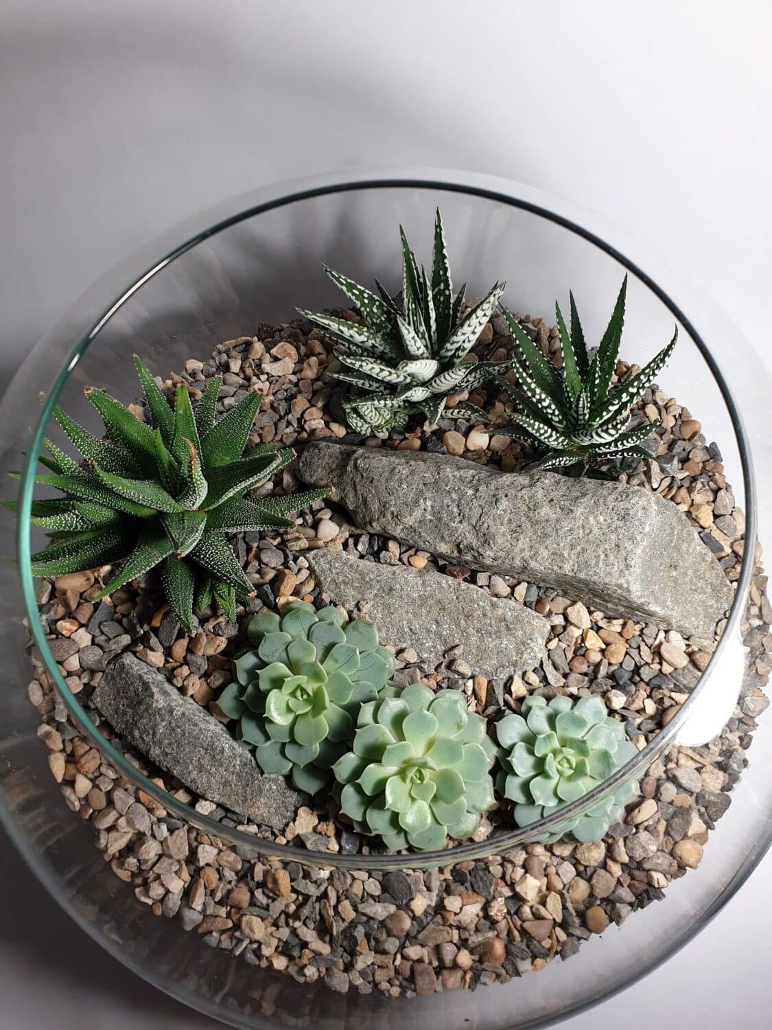 Open Terrarium: Large Fishbowl – Plants Etc